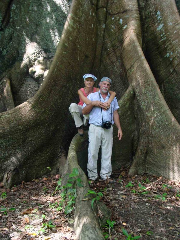 Sumaúma, árvore colossal da floresta - viramundoemundovirado.com.br
